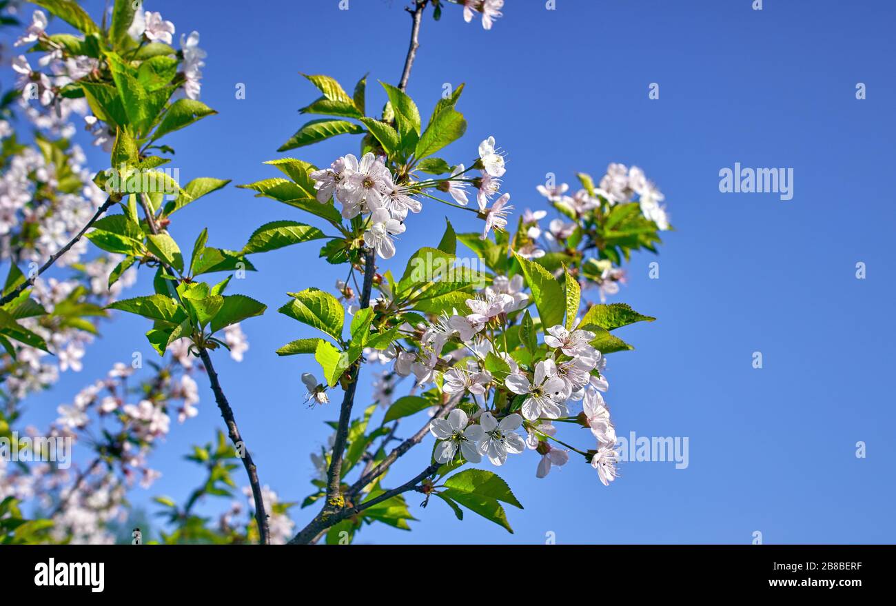 Beautiful close up of cherry sakura tree in spring bloom time over ...