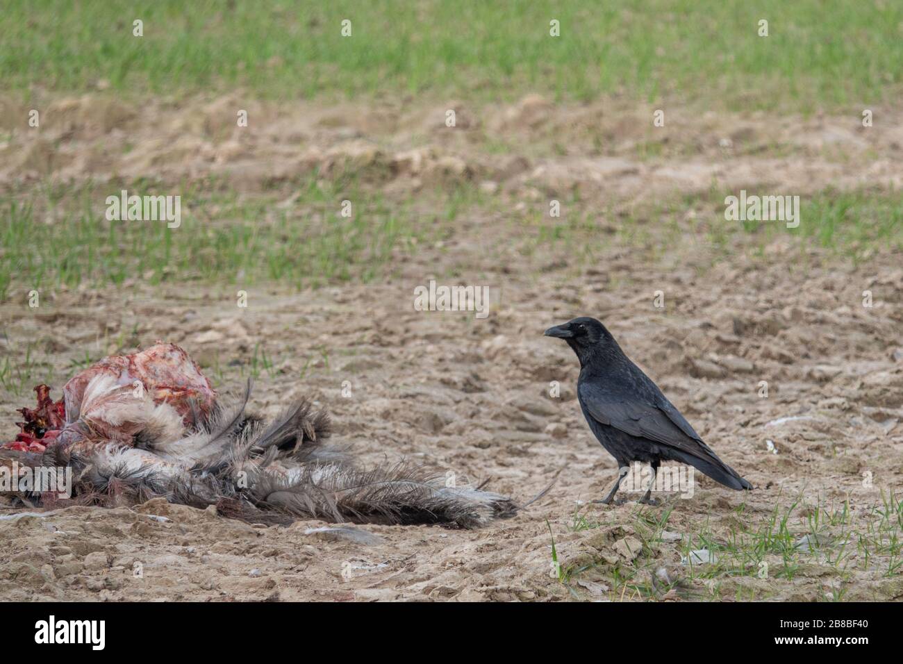 Raven eating carrion hi-res stock photography and images - Alamy