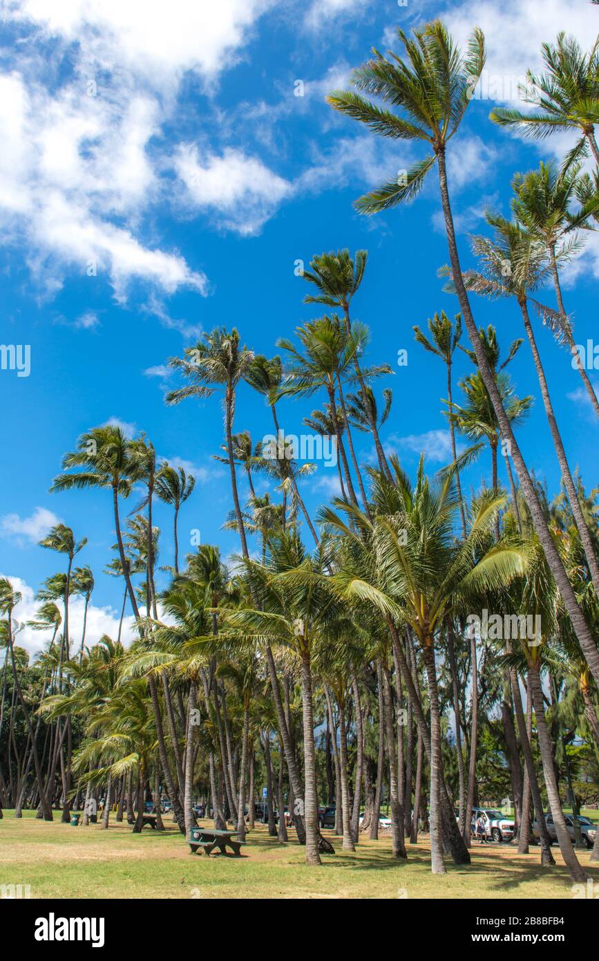 Coconut tree by the beach in Honolulu Hawaii Stock Photo - Alamy