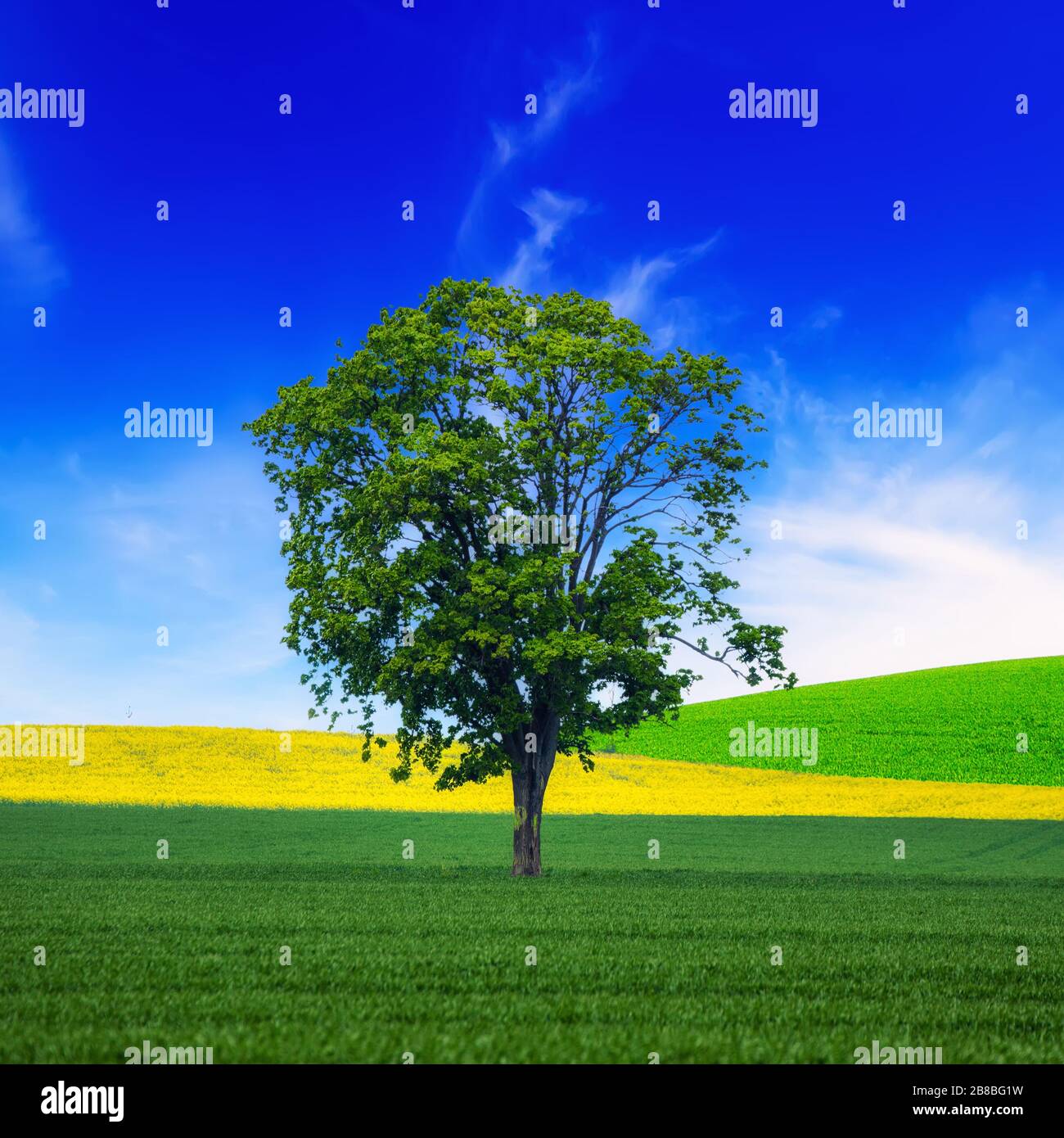A Single Tree Standing Alone with Blue Sky and green Grass, natural ...