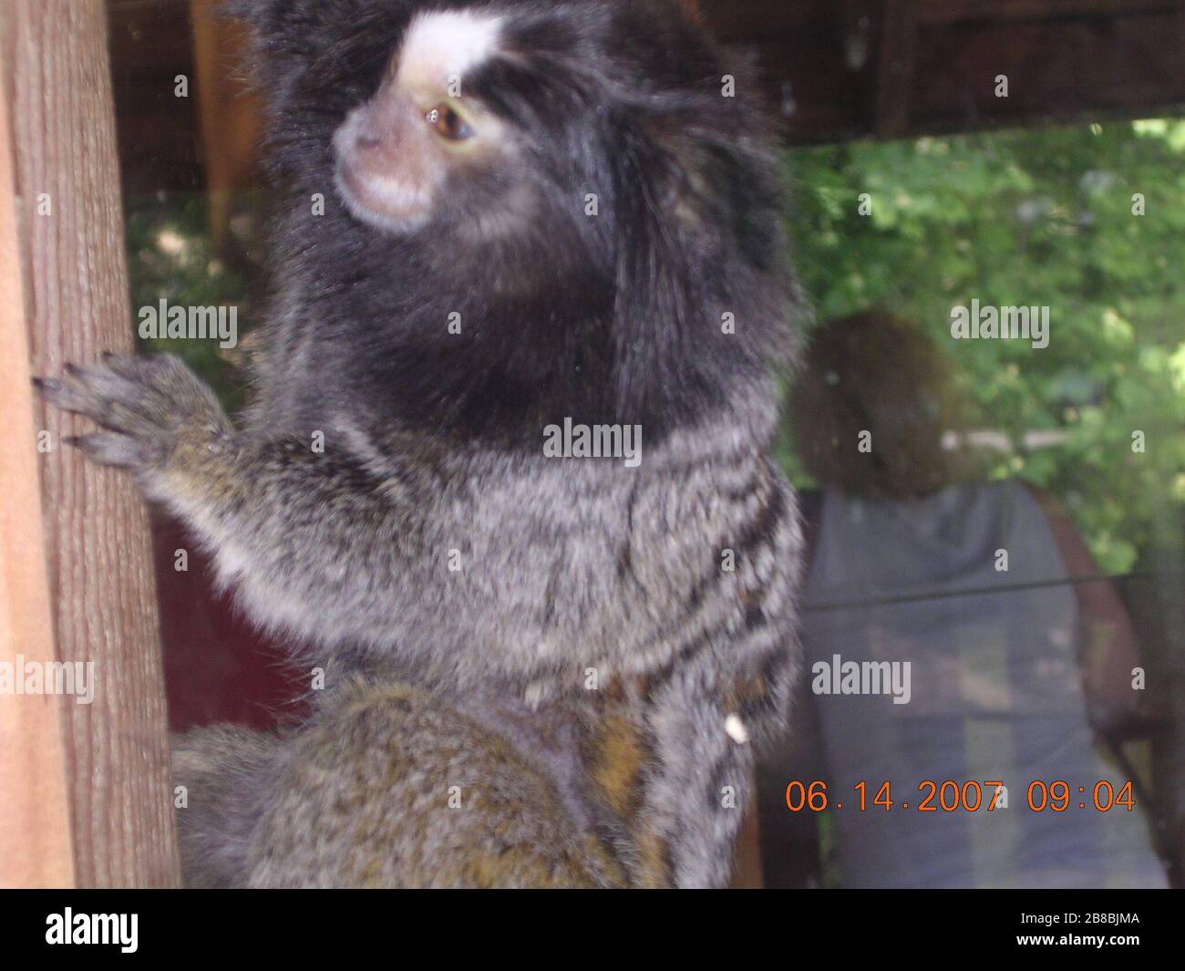 Marmoset cage hi-res stock photography and images - Alamy