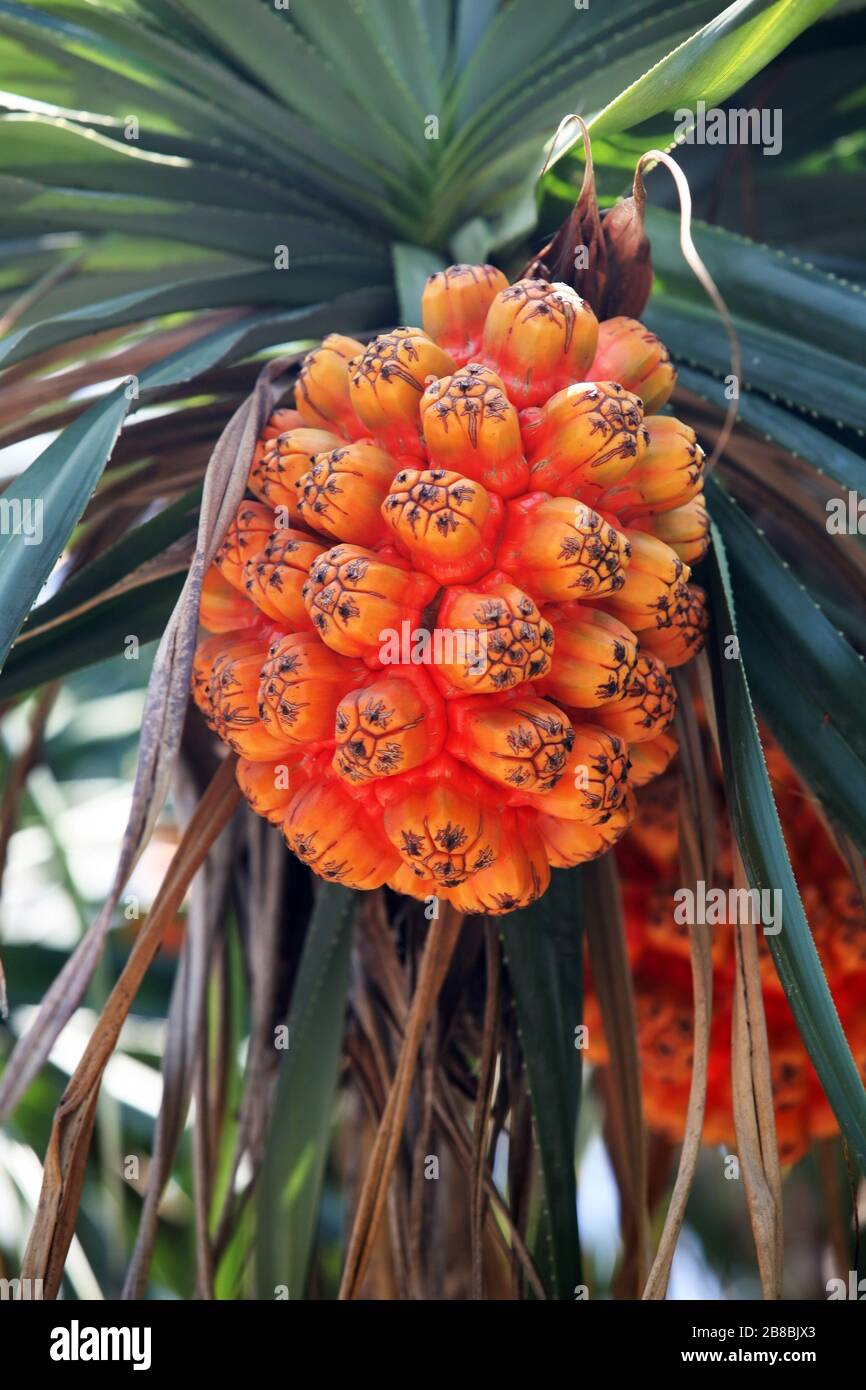 Pandanus palm with green leaves and ripe fruits nature background Stock ...