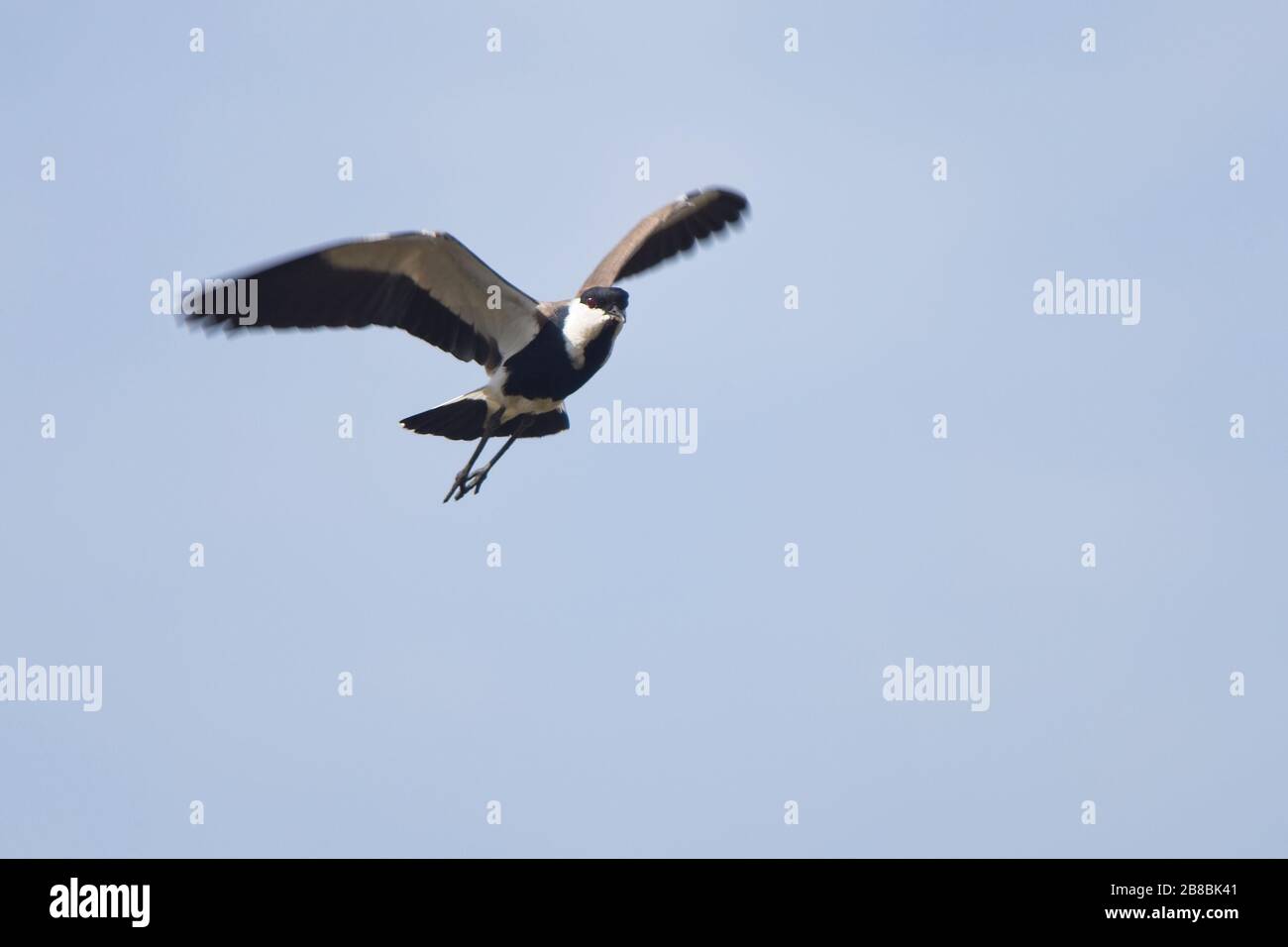 Spur-winged Lapwing (Vanellus spinosus) in flight, Gambia Stock Photo ...