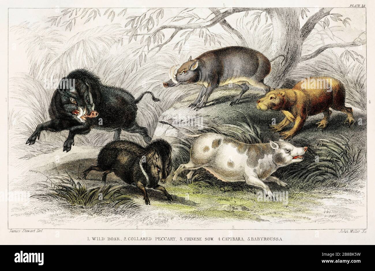 The fox and the wild boar hi-res stock photography and images - Alamy