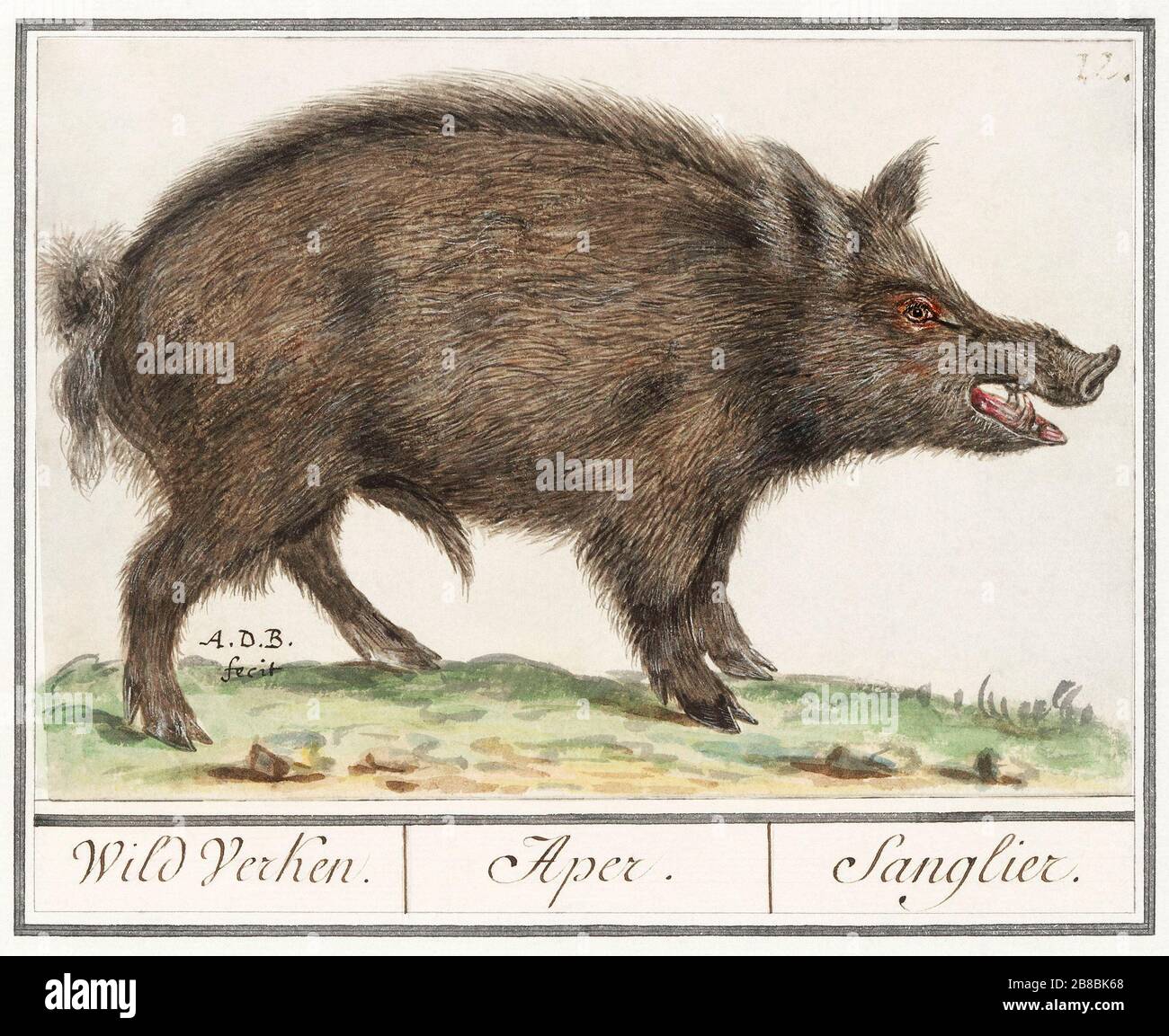 Wild boar cartoon illustration hi-res stock photography and images - Alamy