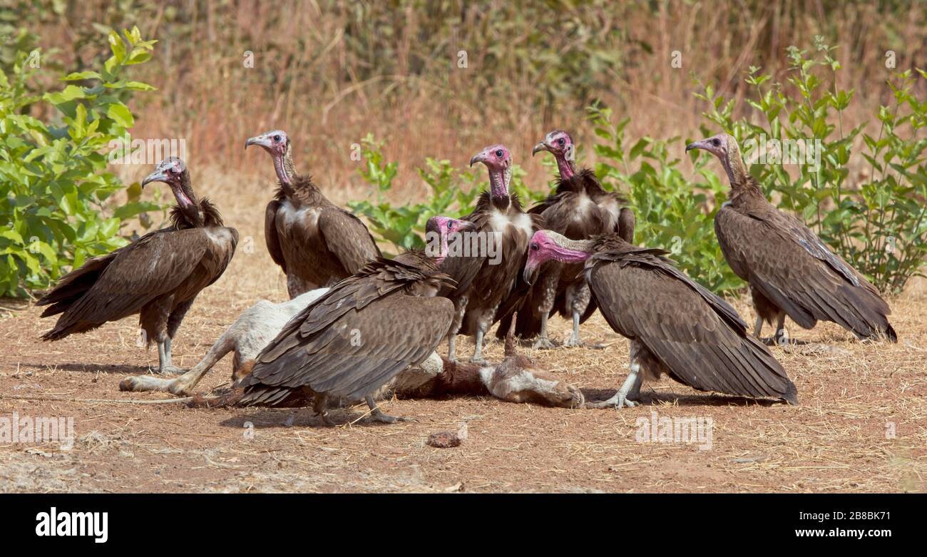 Hooded Vultures (Necrosyrtes monachus) gathered around a carcass of a ...