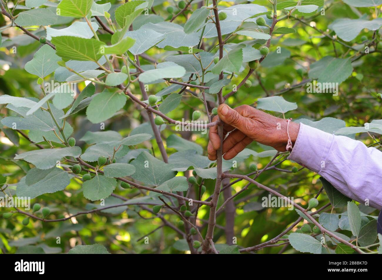 a farmer appearing figs fruit on plant, figs plant,gardening concept ...