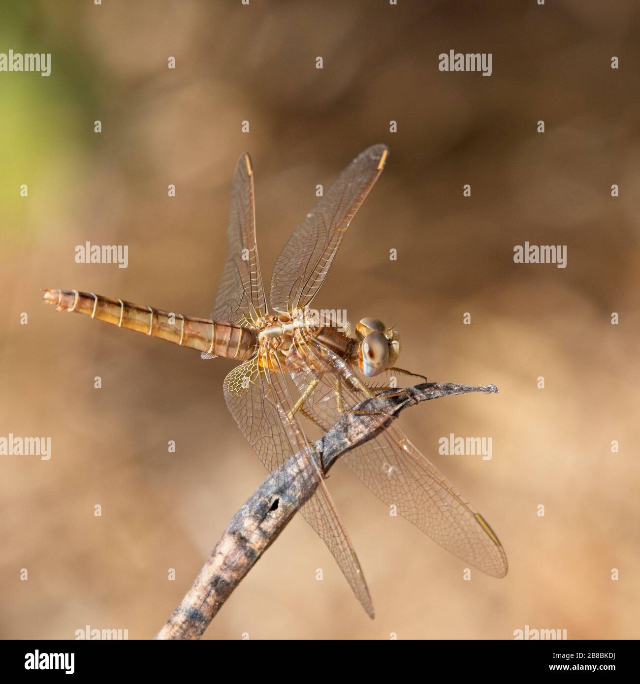 Dragonfly, female, perched, near Georgetown, Gambia Stock Photo - Alamy