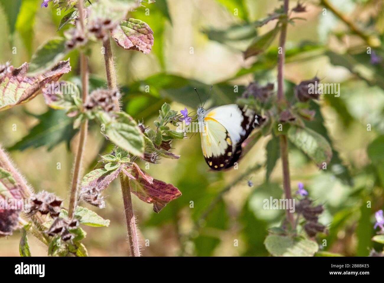 African Common White or African Caper butterfly (Belenois creona ...