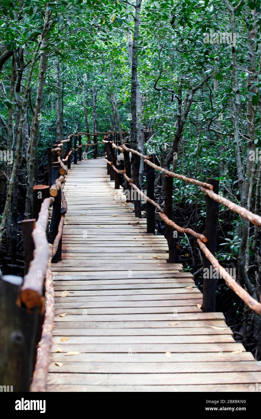Wooden bridge in the mangrove forest in Zanzibar. Tanzania Stock Photo ...