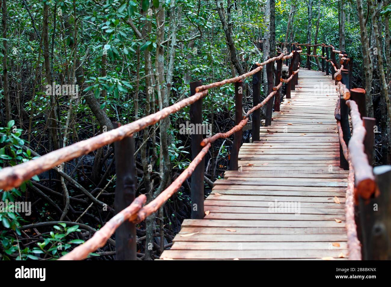 Wooden bridge in the mangrove forest in Zanzibar. Tanzania Stock Photo ...