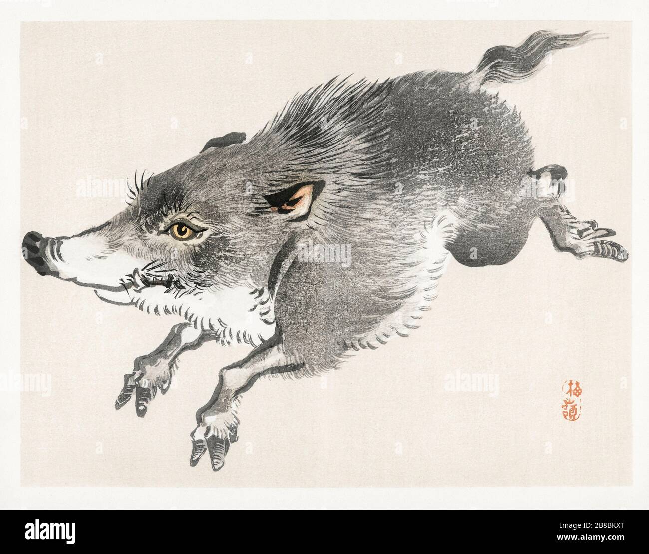 Zebra wolf hi-res stock photography and images - Alamy