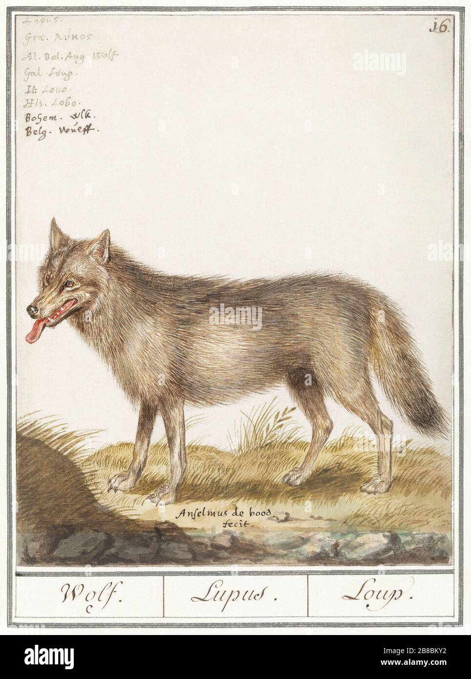 Zebra wolf hi-res stock photography and images - Alamy