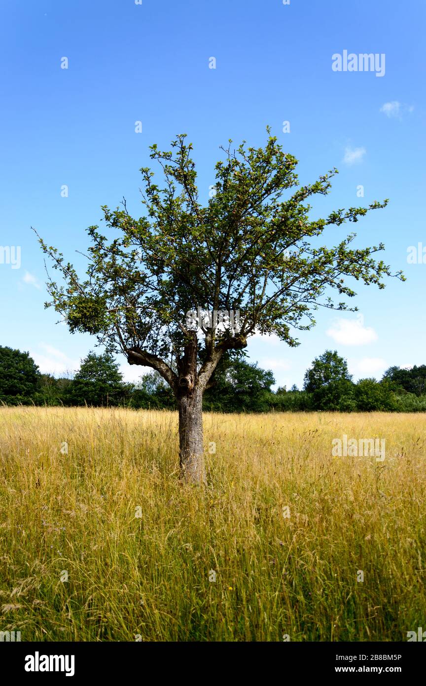 lonely tree on wide field Stock Photo - Alamy