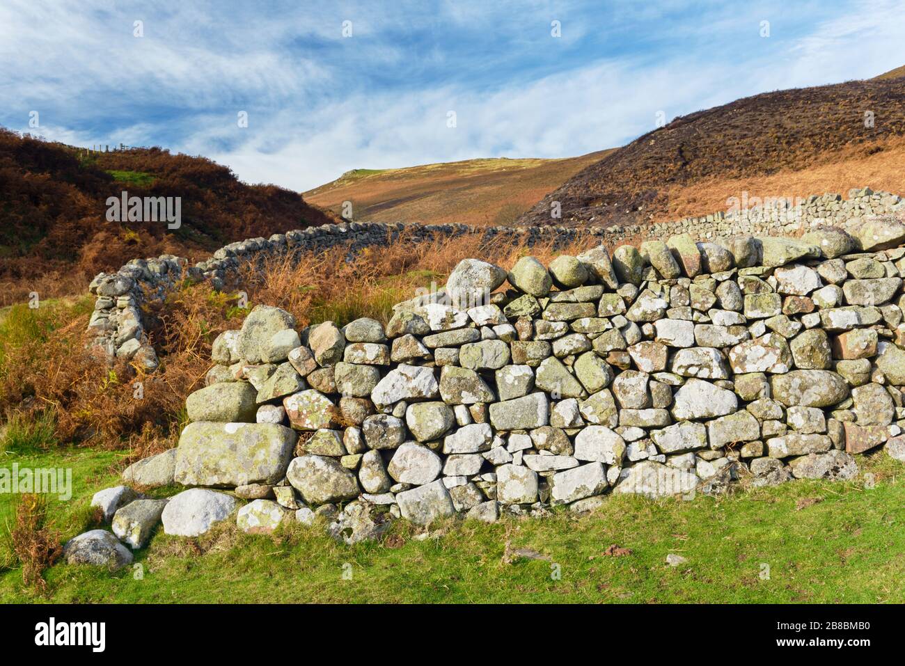 The walls of a traditional dry-stone wall sheep pinfold in the Harthope ...