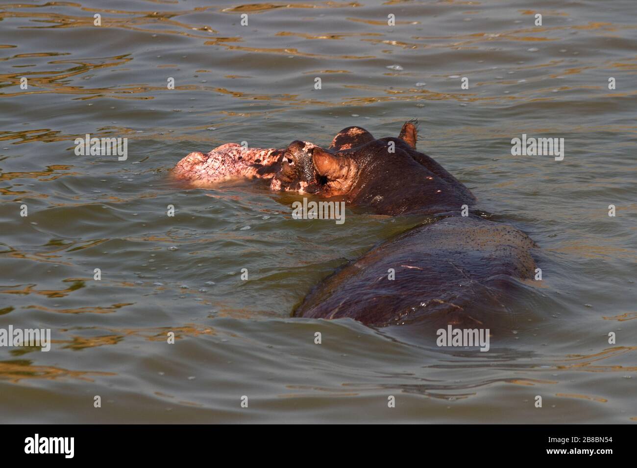 A Hippopotamus bull in the Kazinga Channel shows a degree of albinoism ...