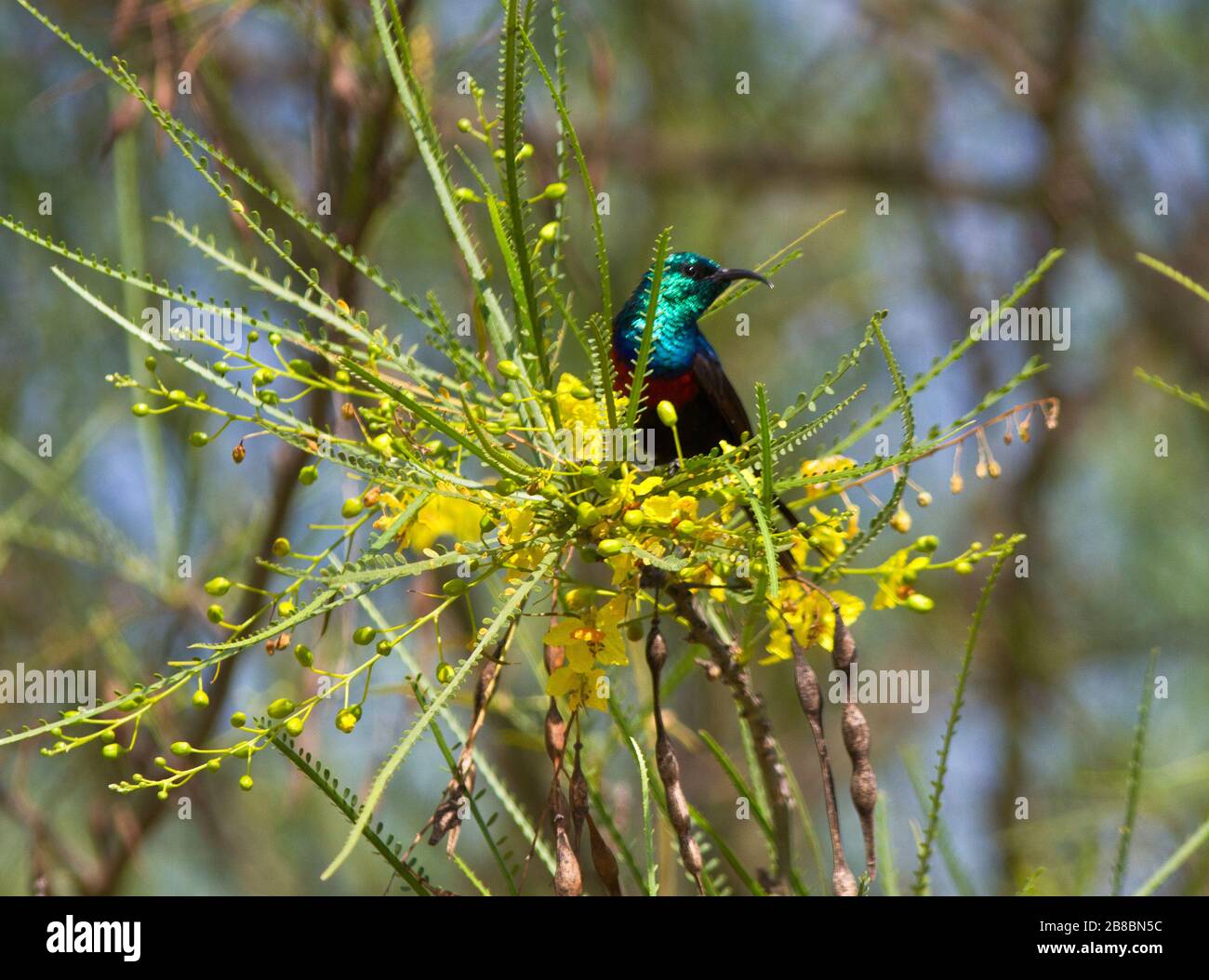 The Red-chested Sunbird is a common and noisy inhabitant of the regions ...