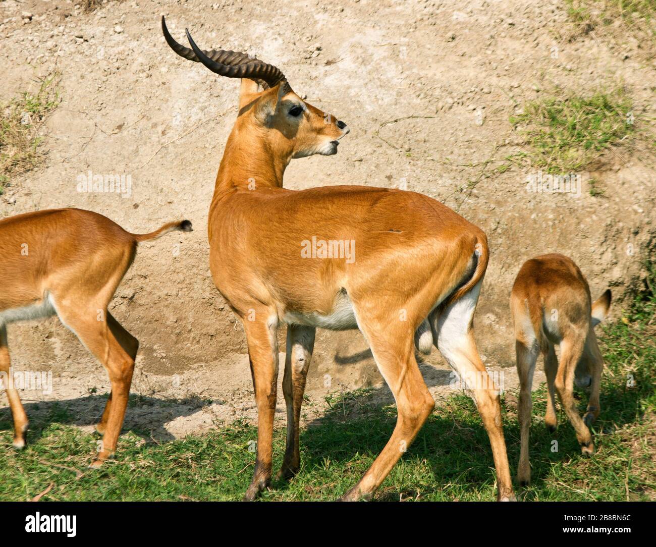 When the female Kob produces a few droips of urine the male scents the ...