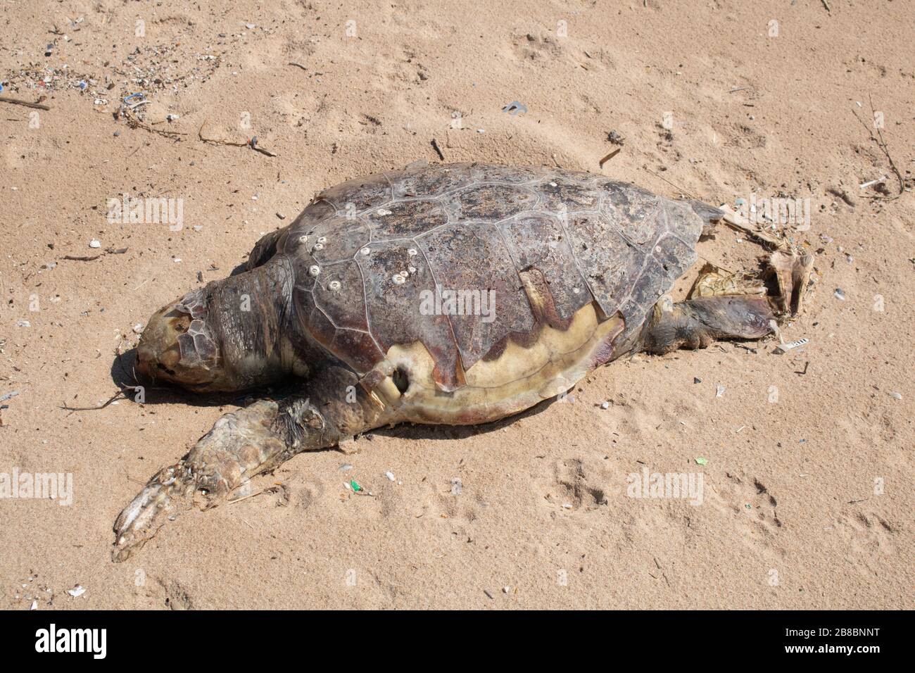Beirut, Lebanon. 21 March 2020. A dead tortoise lies rotting on a ...