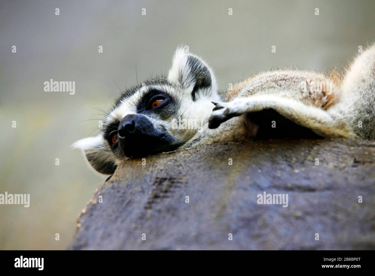Lemur catta snout hi-res stock photography and images - Alamy