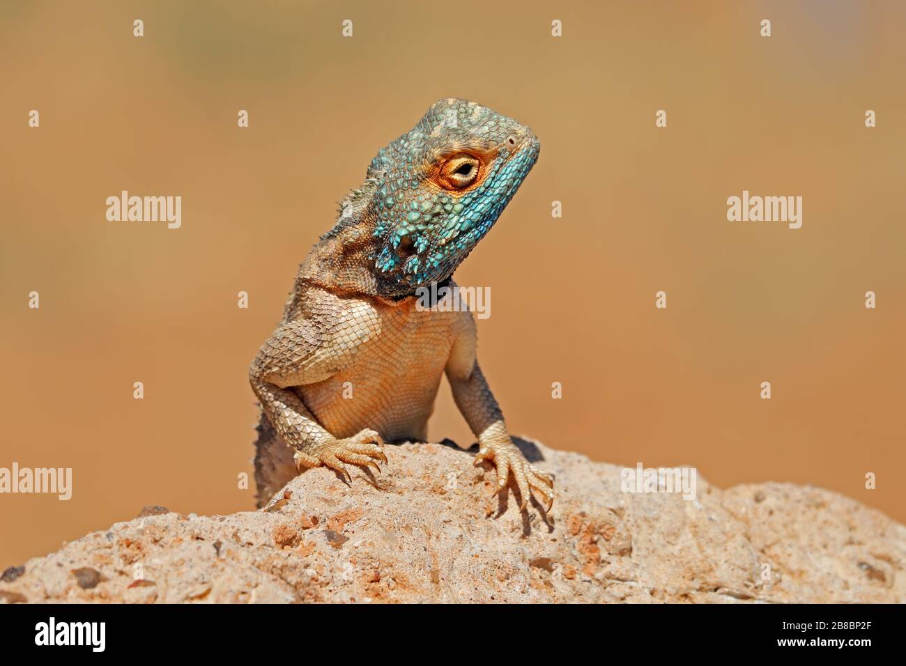 Portrait of a ground agama (Agama aculeata) sitting on a rock, South ...
