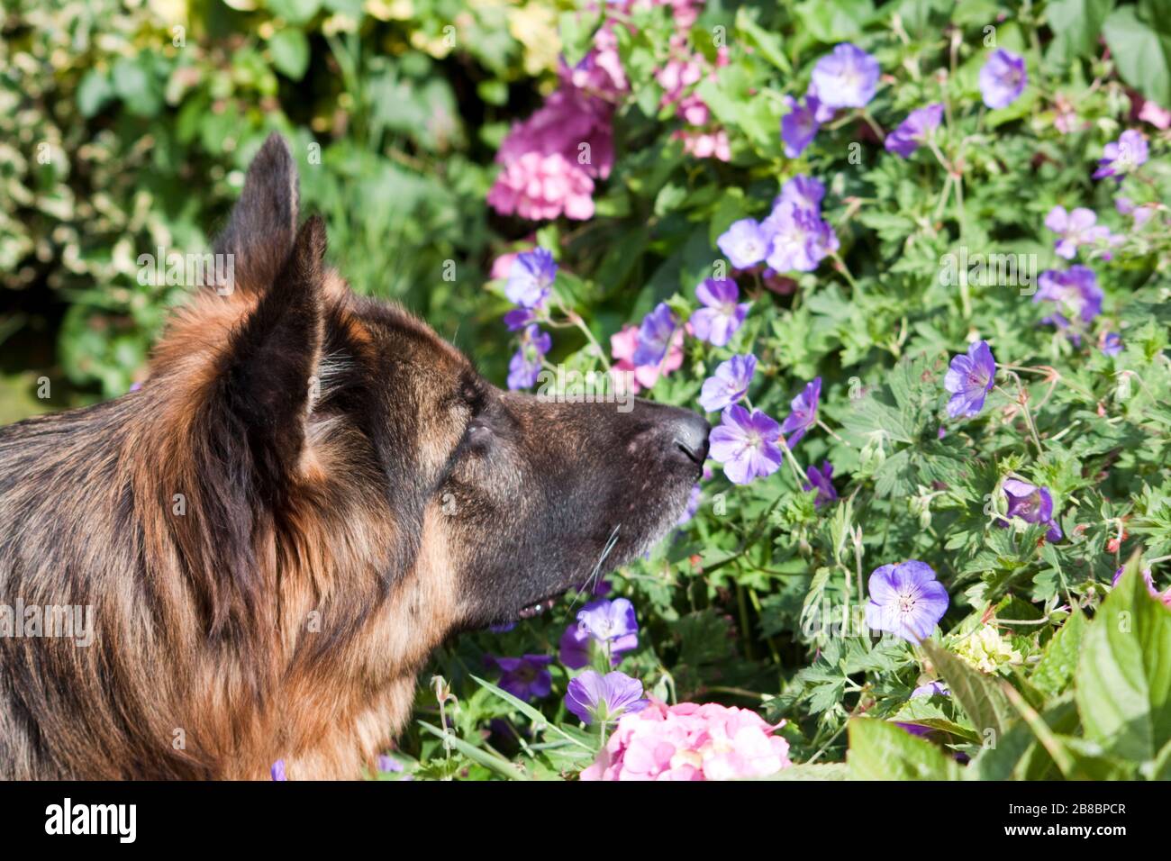 German shepherd sniffing hi-res stock photography and images - Alamy
