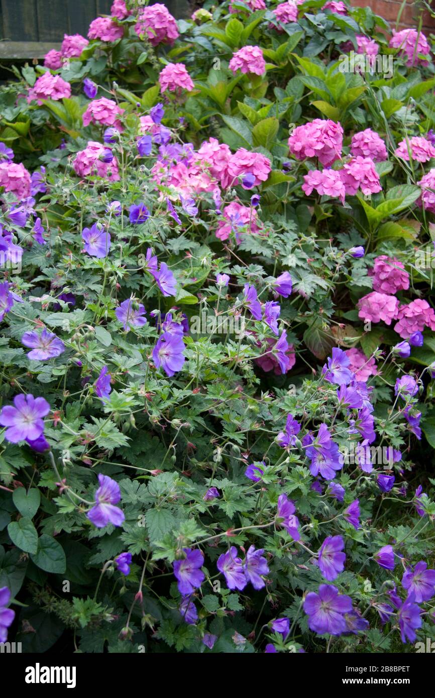 Geranium and Hydrangea in Garden Stock Photo - Alamy