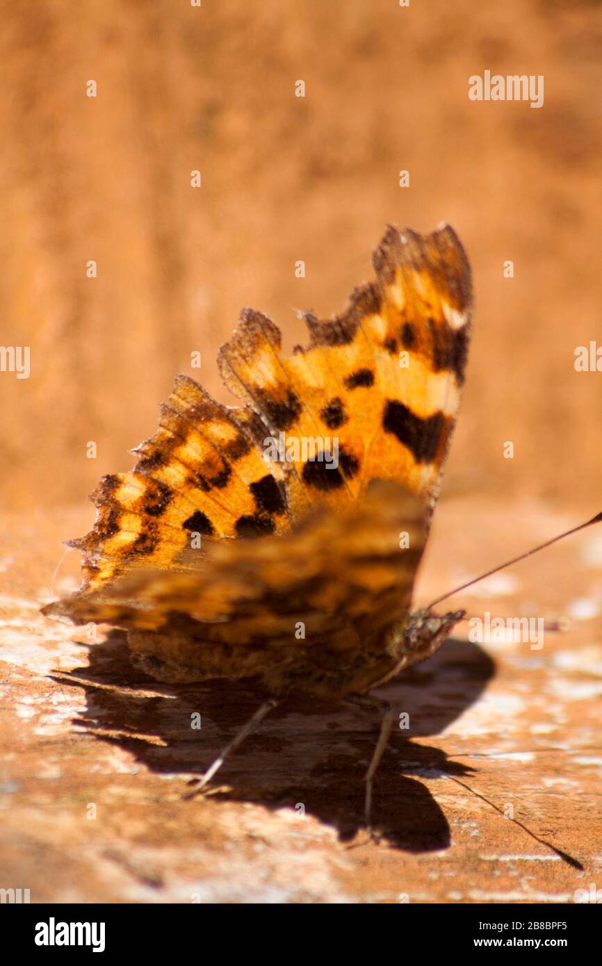 Comma Butterfly (Polygonia C-Album Stock Photo - Alamy
