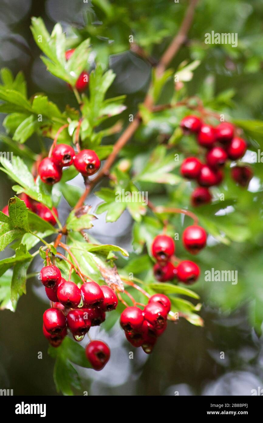 Hawthorn Tree with Berries Stock Photo - Alamy