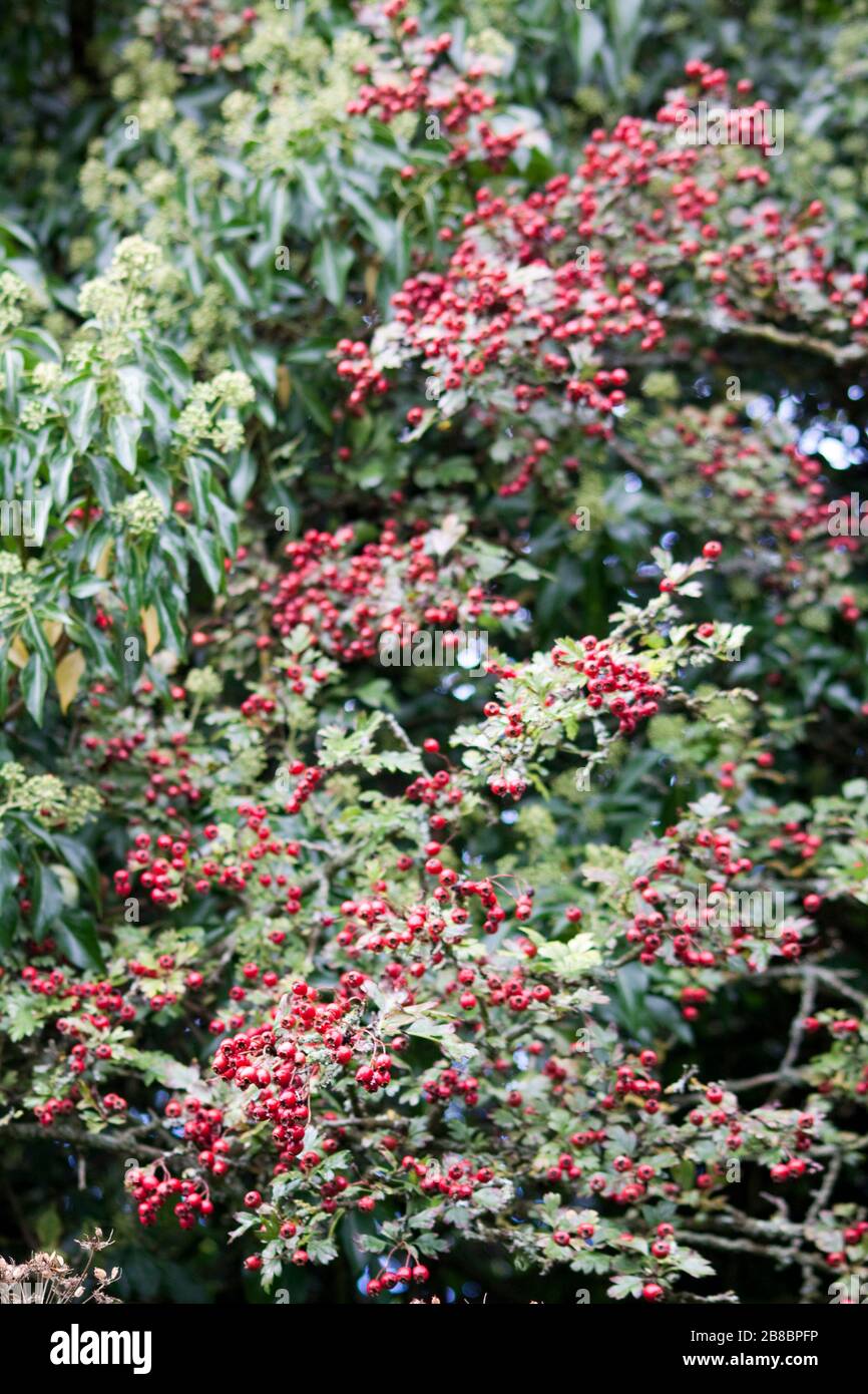 Hawthorn Tree with Berries Stock Photo - Alamy