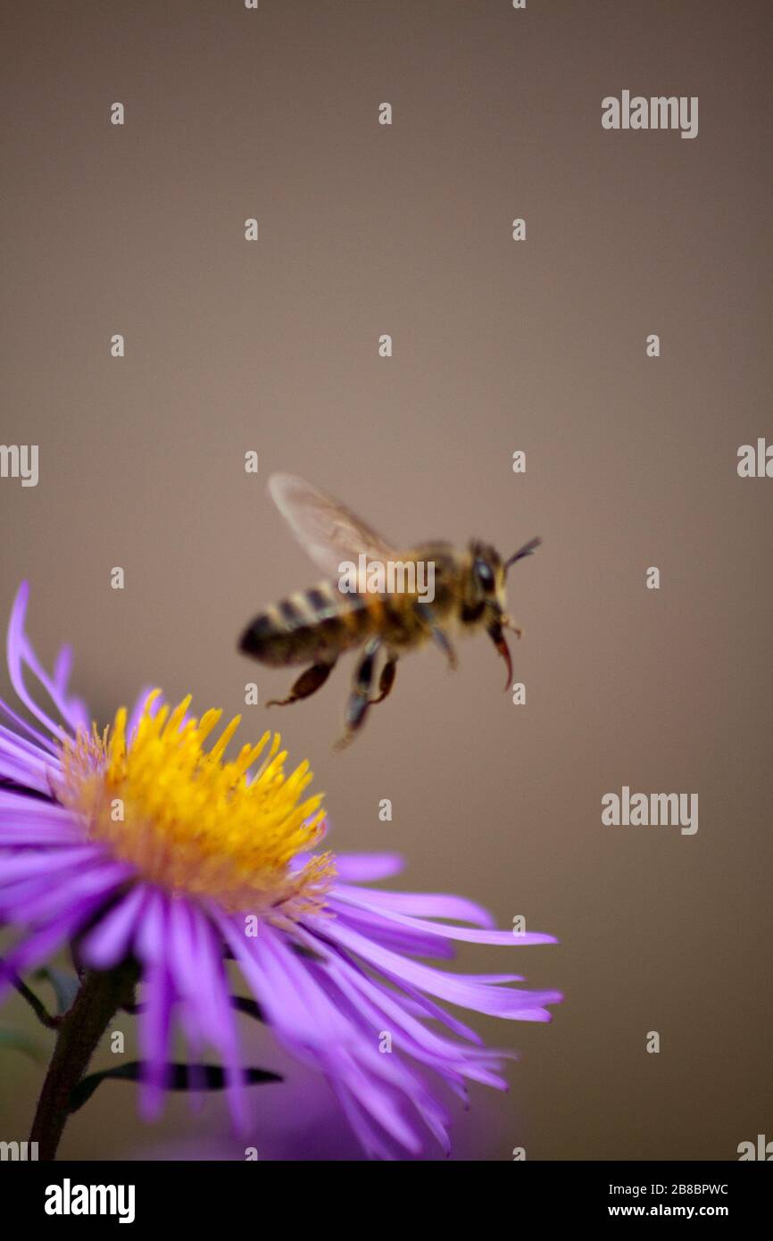 Bee Flying from Daisy ( Anthophila) Flower Stock Photo - Alamy