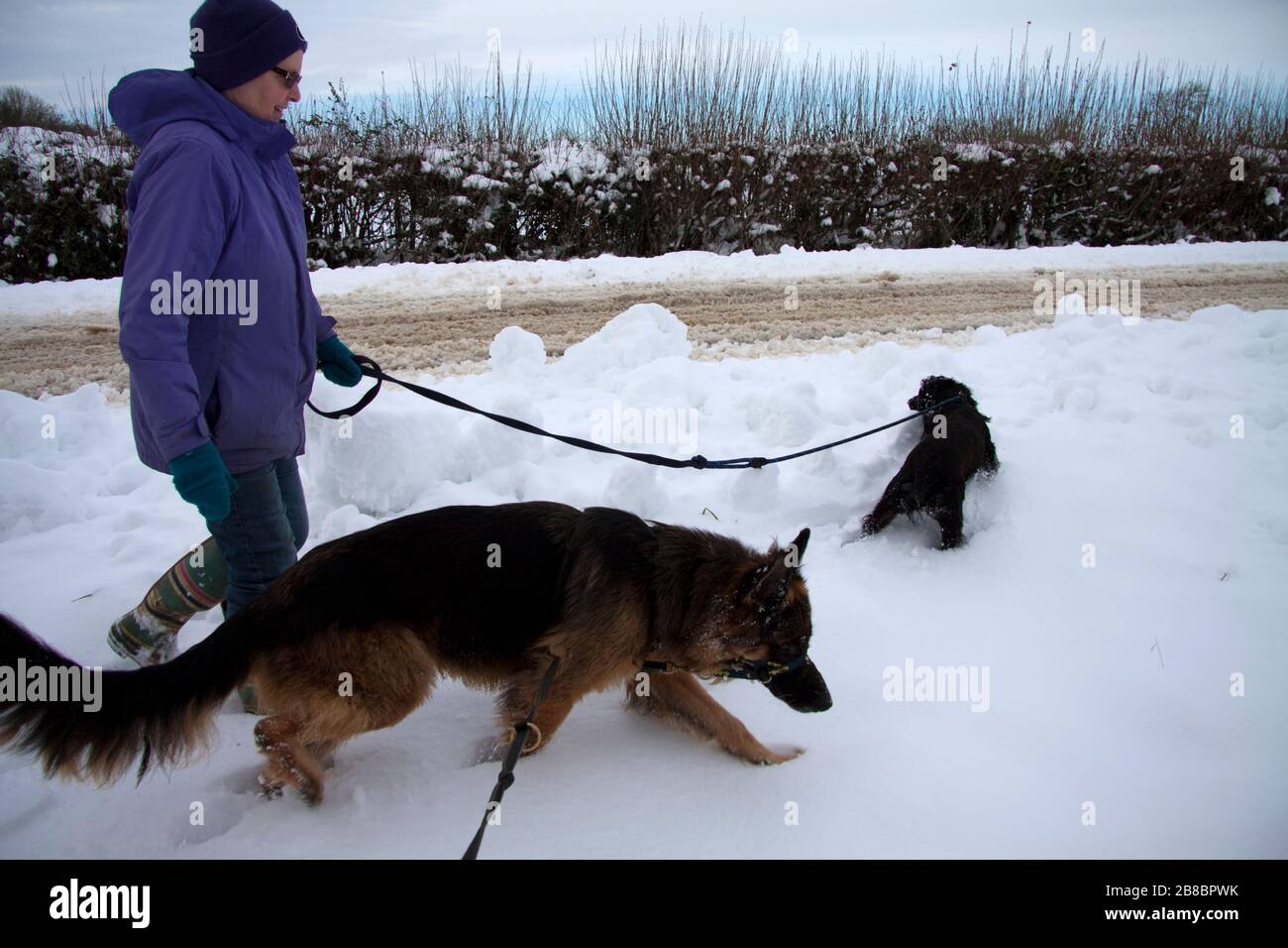 Working dog march uk hi-res stock photography and images - Alamy