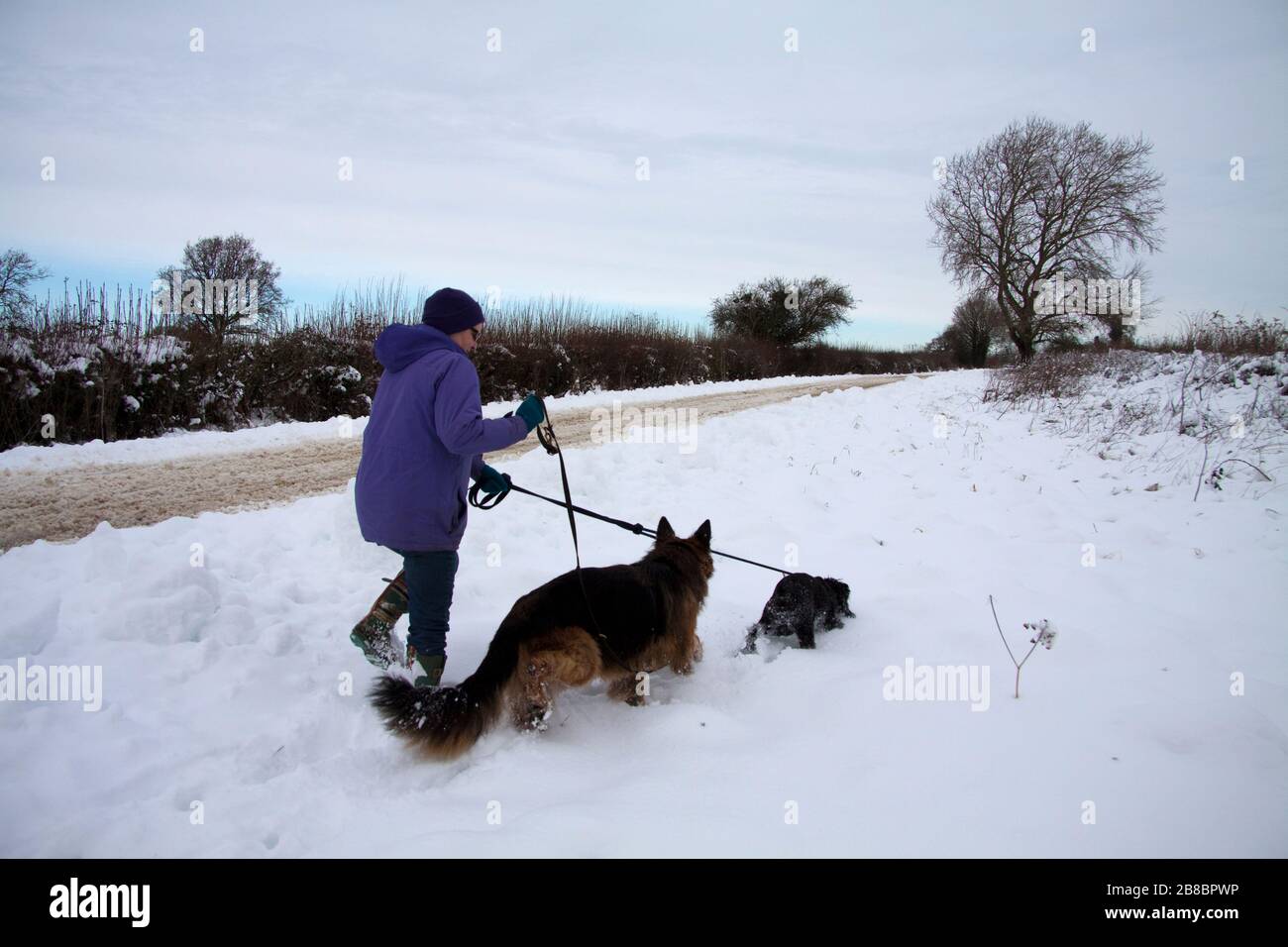 Working dog march uk hi-res stock photography and images - Alamy