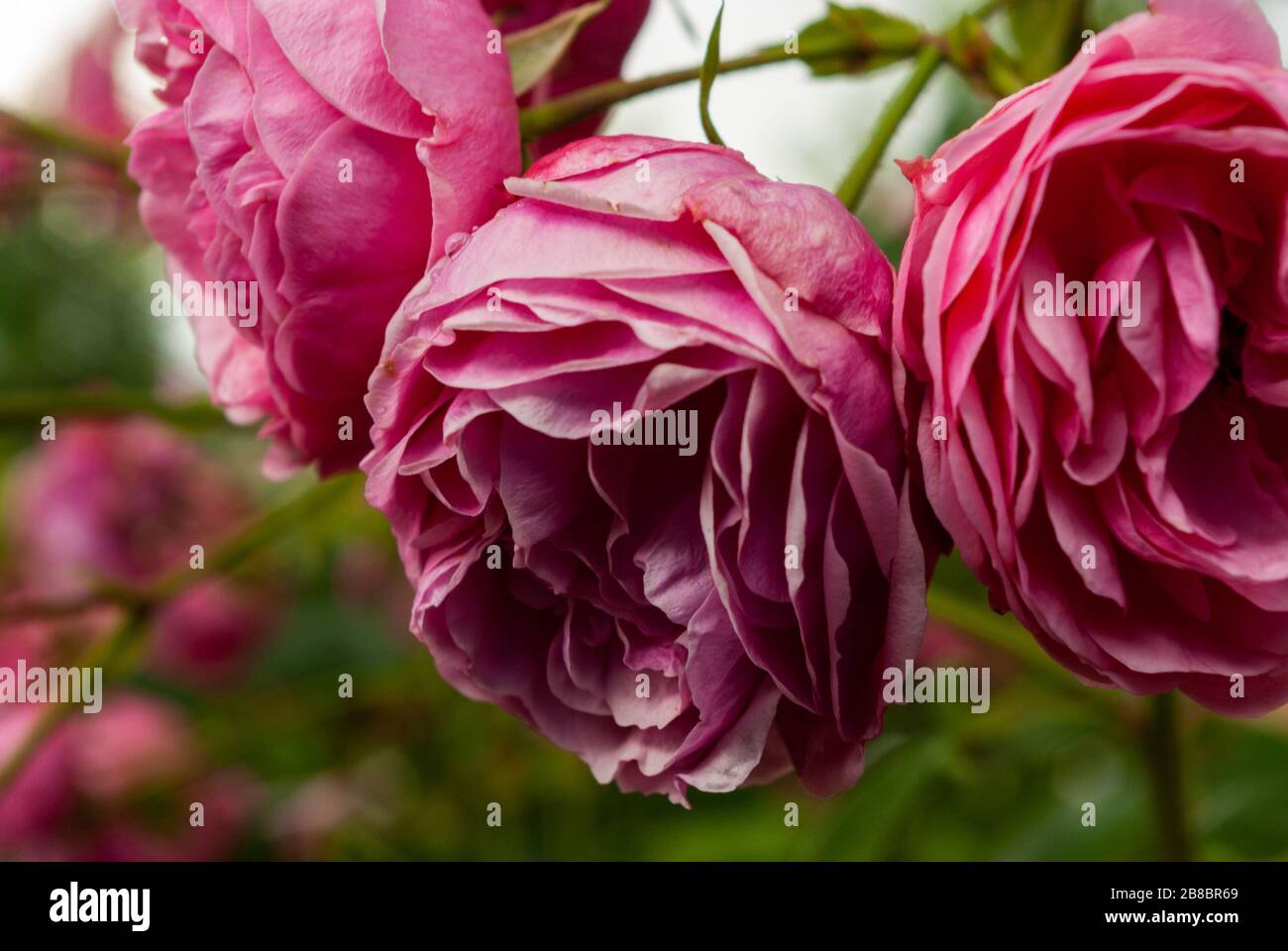 selective focus, bright peony roses Stock Photo - Alamy