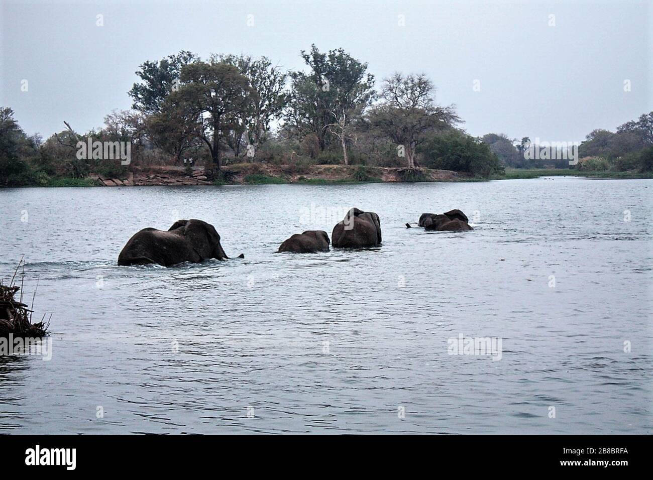 zimbabwe victoria Falls Elephants Photo Laurent Lairys / DPPI Stock ...