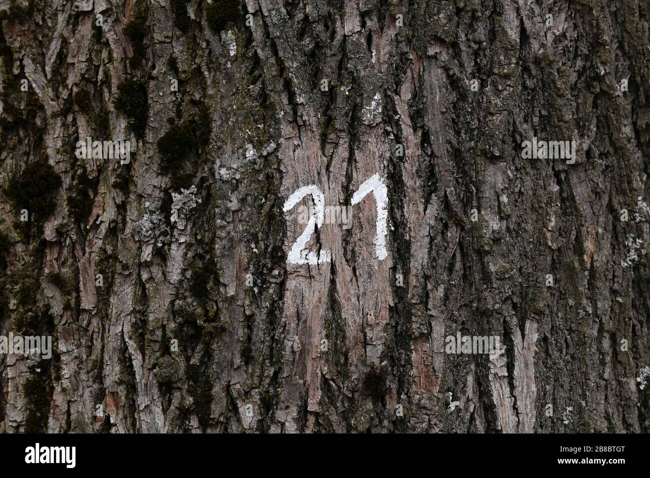 All trees in the park are counted and numbered Stock Photo - Alamy