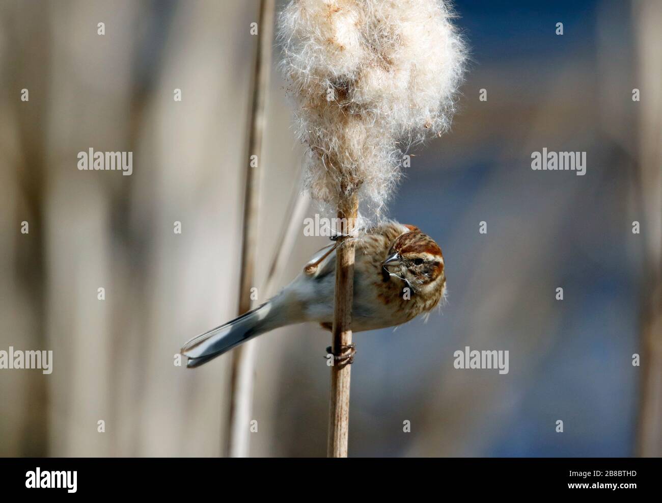 Female reed bunting hi-res stock photography and images - Alamy