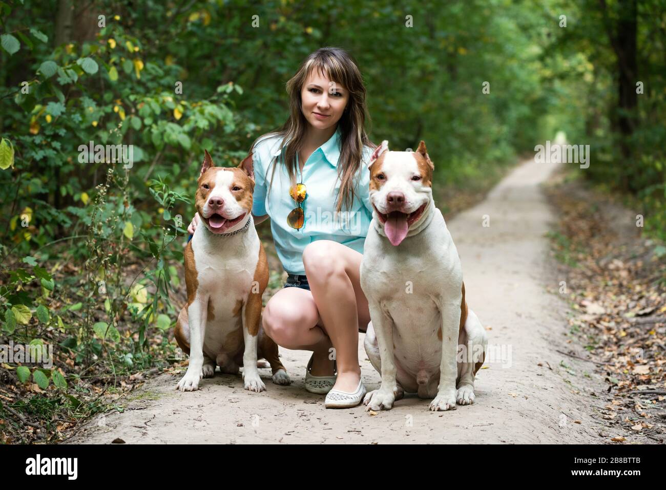 Two pit bulls hi-res stock photography and images - Alamy