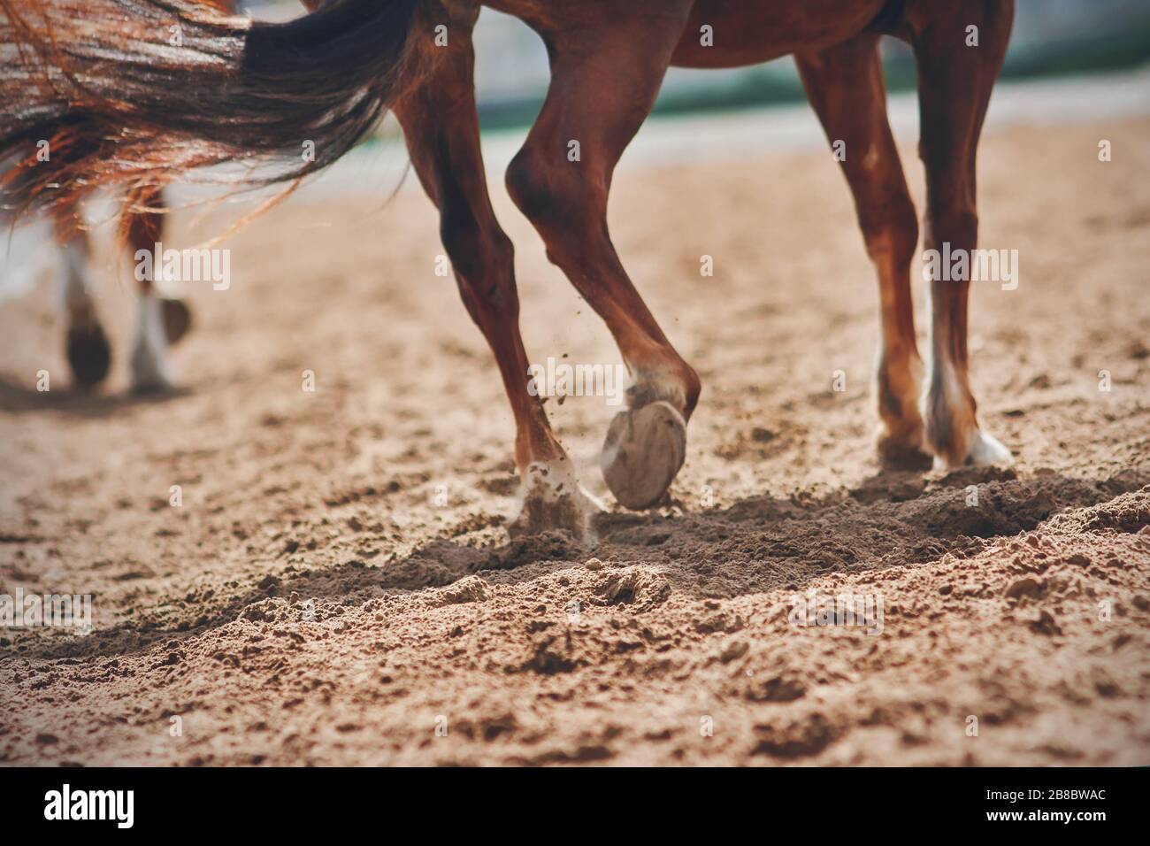 Galloping horse hooves hi-res stock photography and images - Alamy