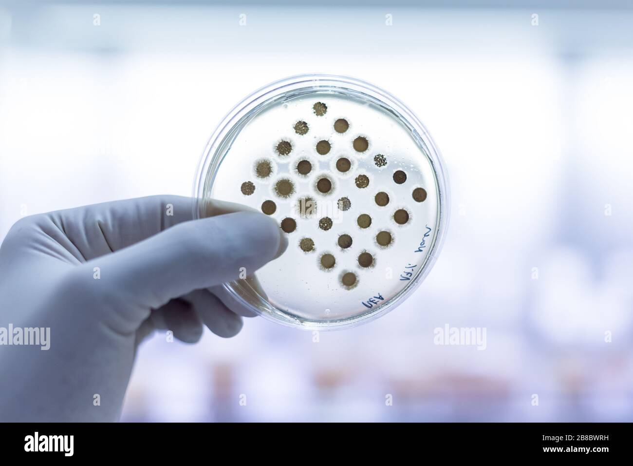 Scientist growing bacteria in petri dishes on agar gel as a part of ...