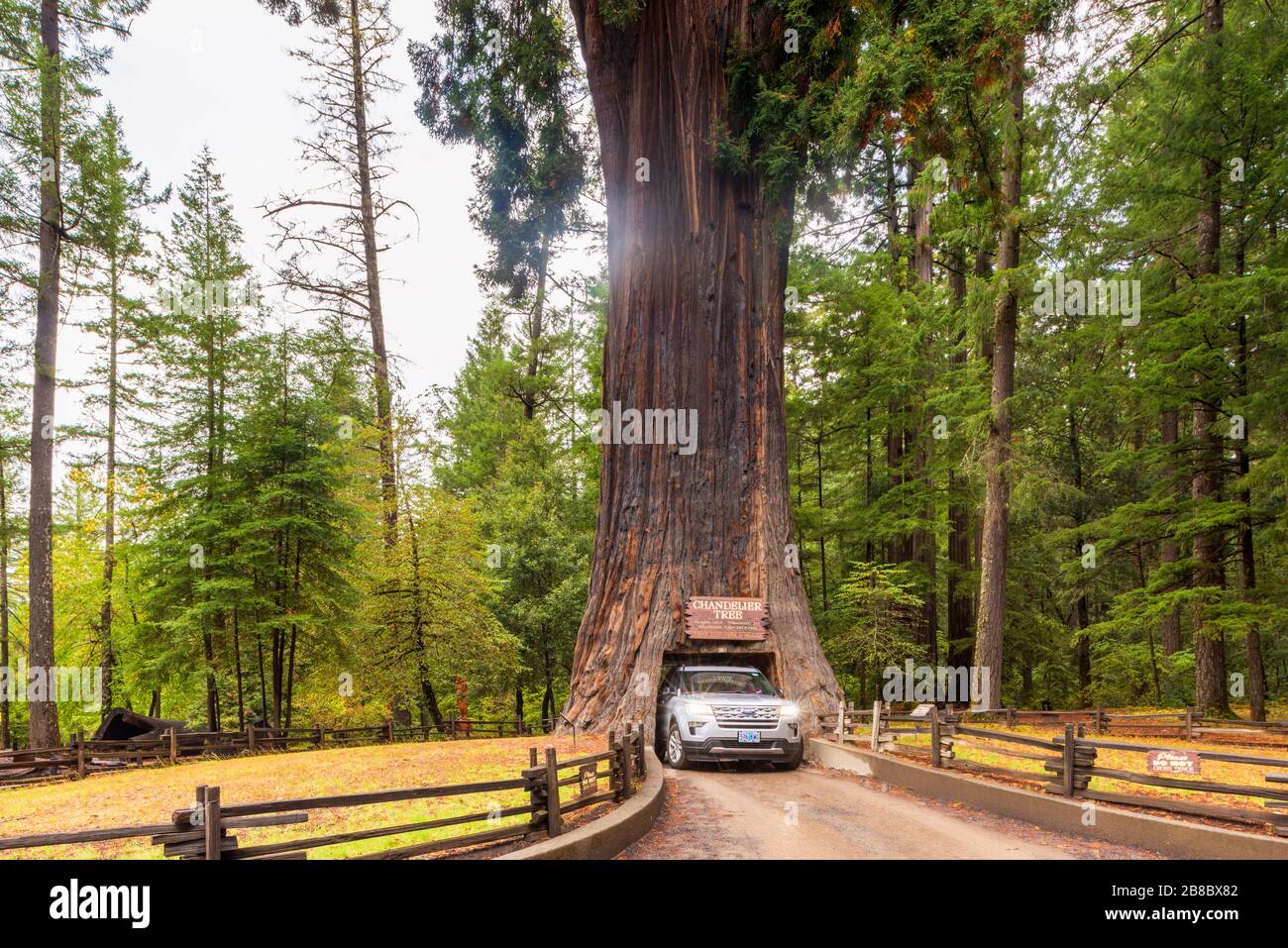 Redwood tree with car hi-res stock photography and images - Alamy