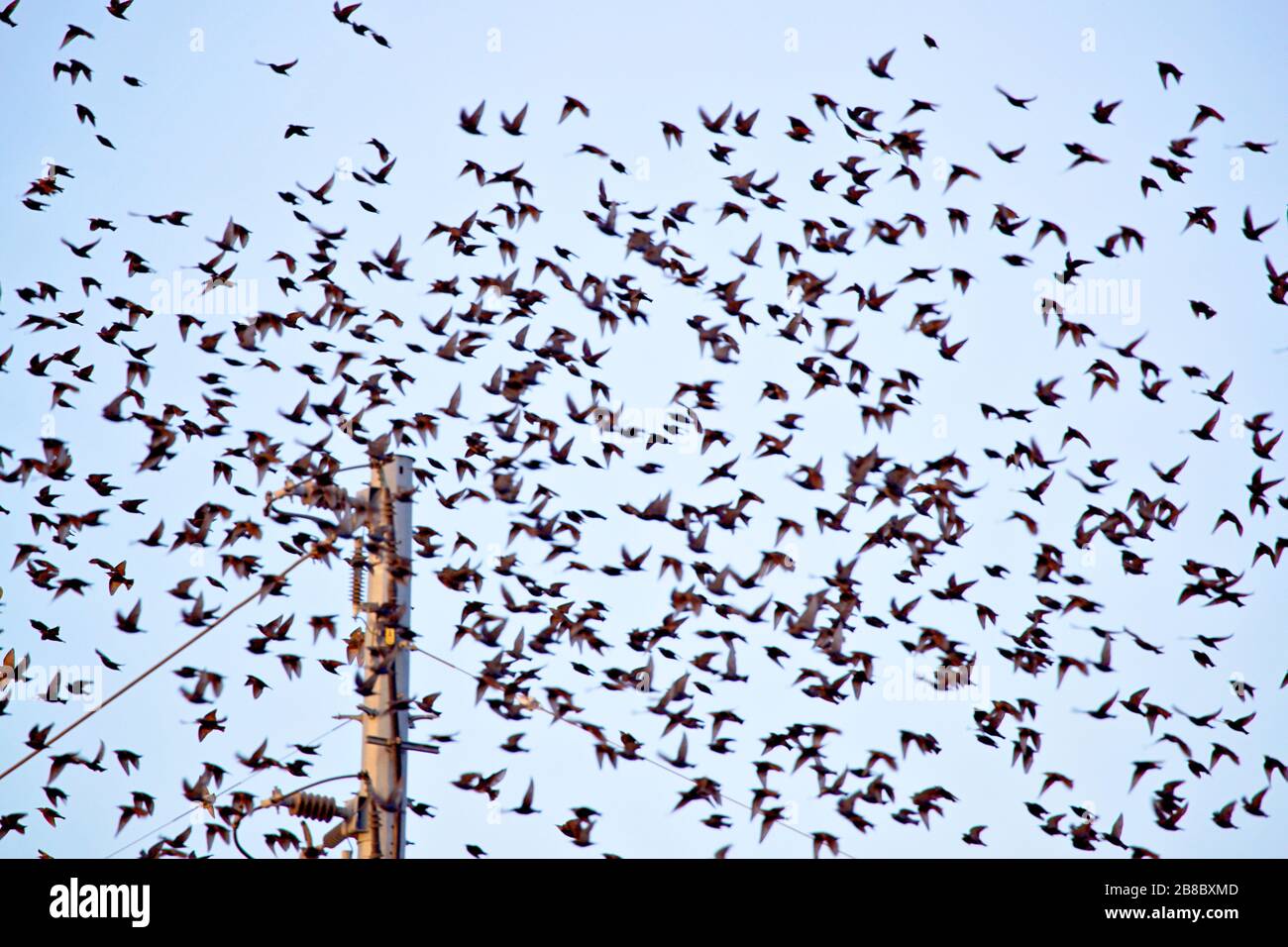 Swarm of black birds taking off Stock Photo - Alamy