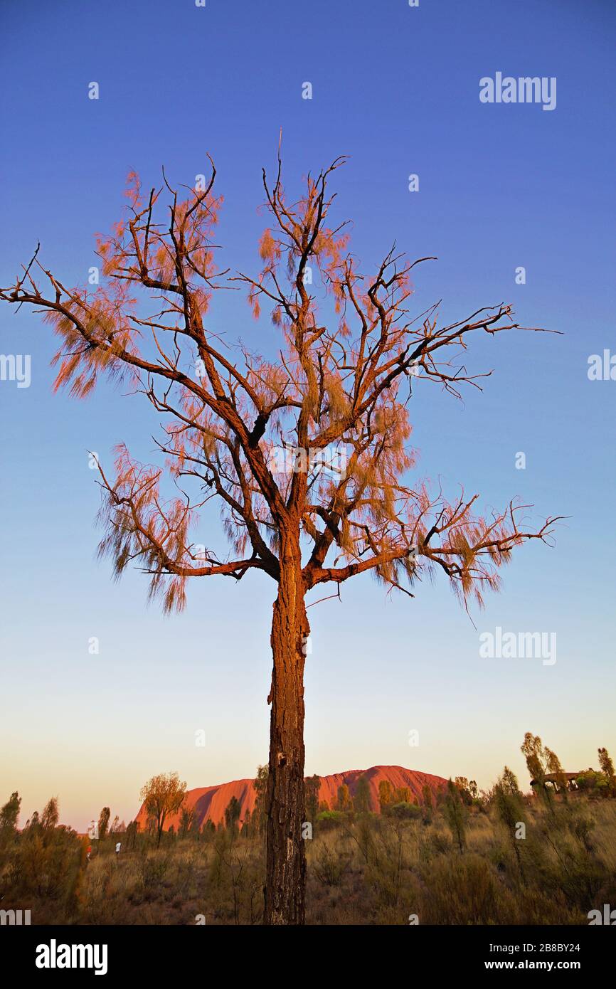Uluru at morning light Stock Photo - Alamy