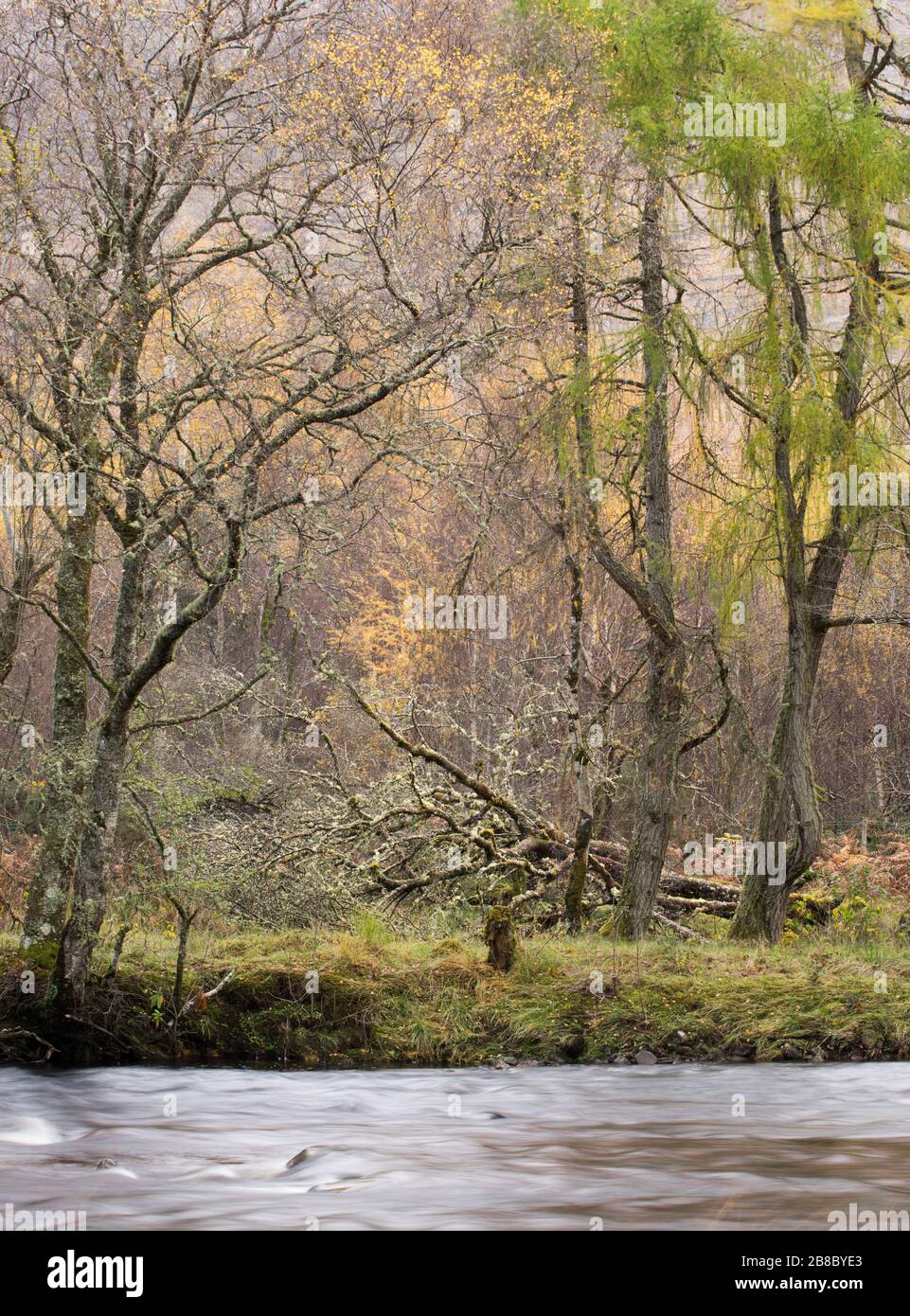 Woodland near the village of Applecross in the Northwest Highlands of ...