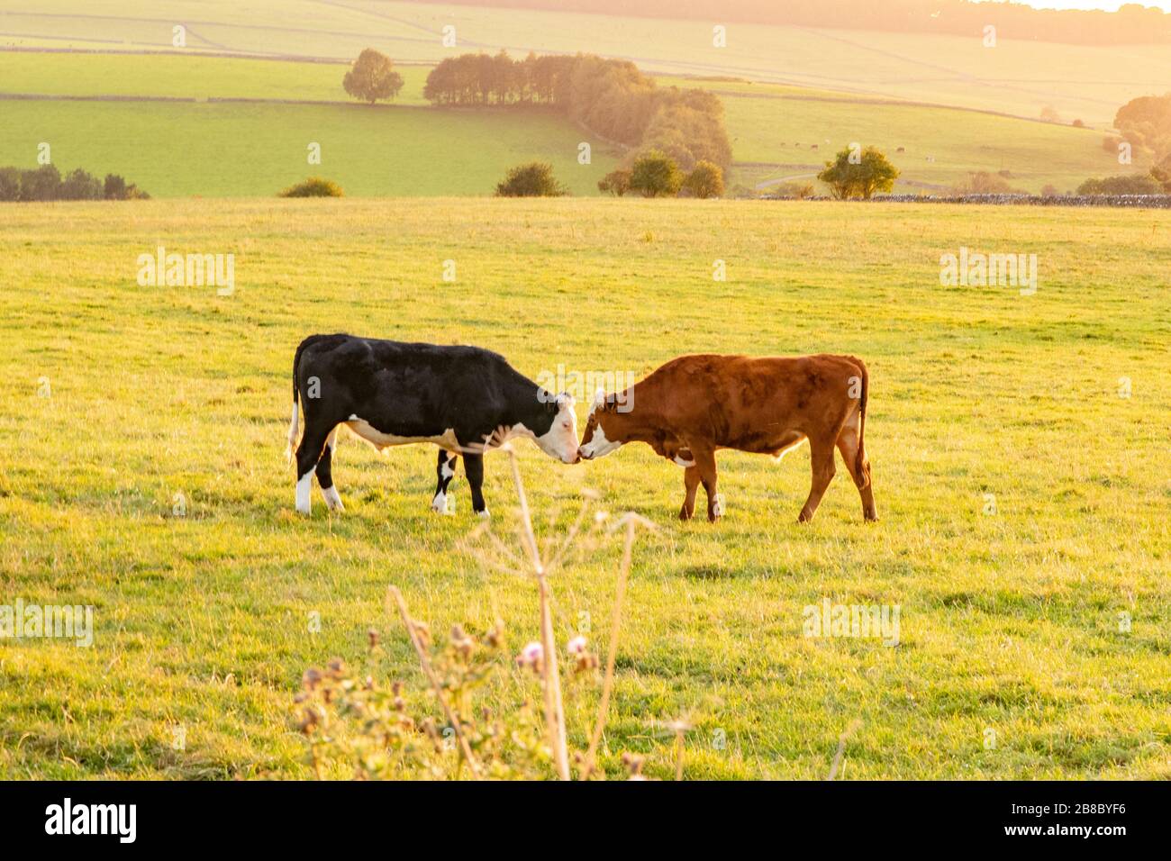 Two cows facing each other in a field Stock Photo - Alamy
