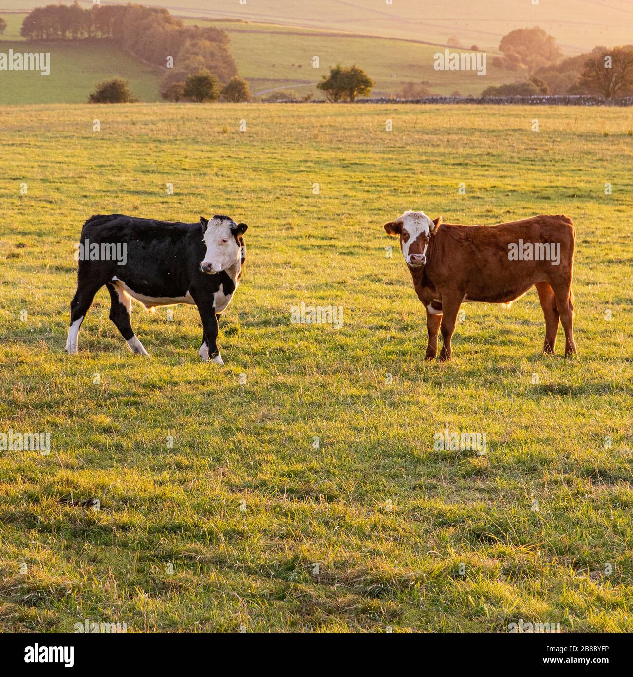 Two cows facing each other in a field Stock Photo - Alamy