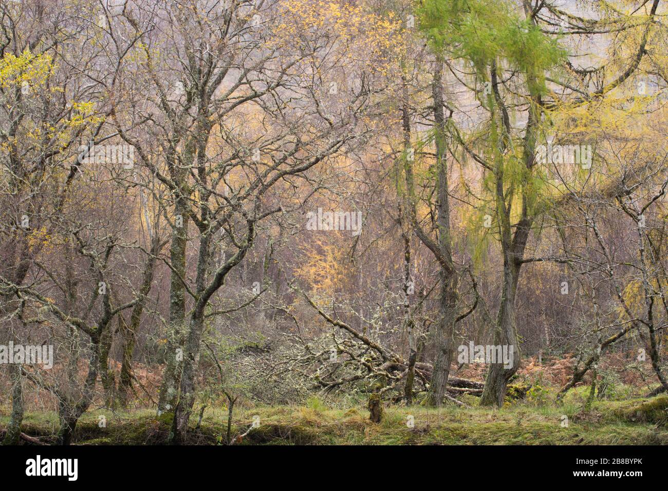 Woodland near the village of Applecross in the Northwest Highlands of ...