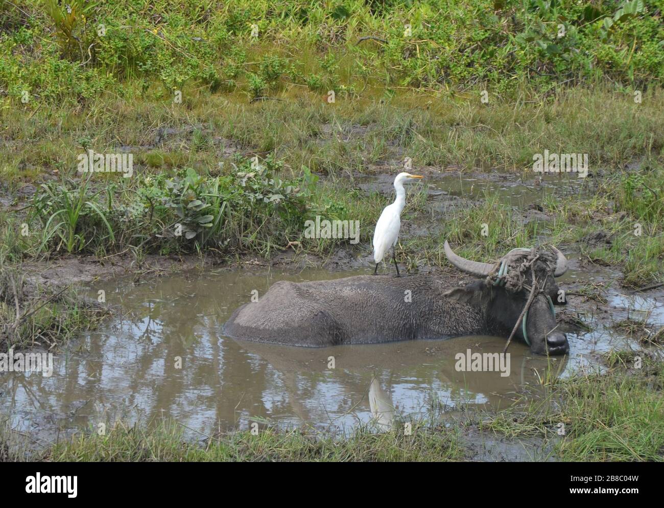 Asian water buffalo sitting in pond with white bird on his back Stock ...