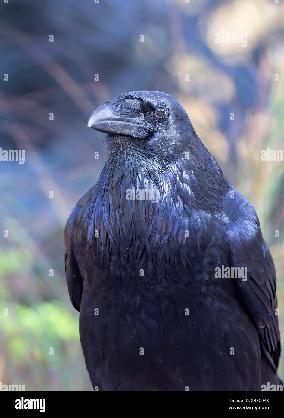 Canada wildlife hi-res stock photography and images - Alamy