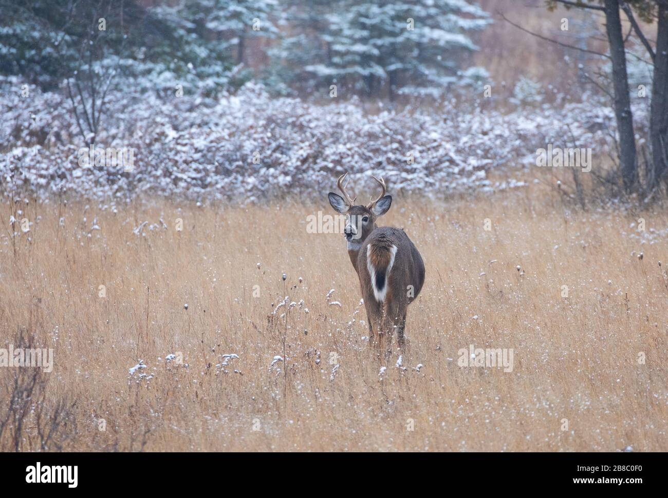 White-tailed deer buck standing in the winter snow in Canada Stock ...